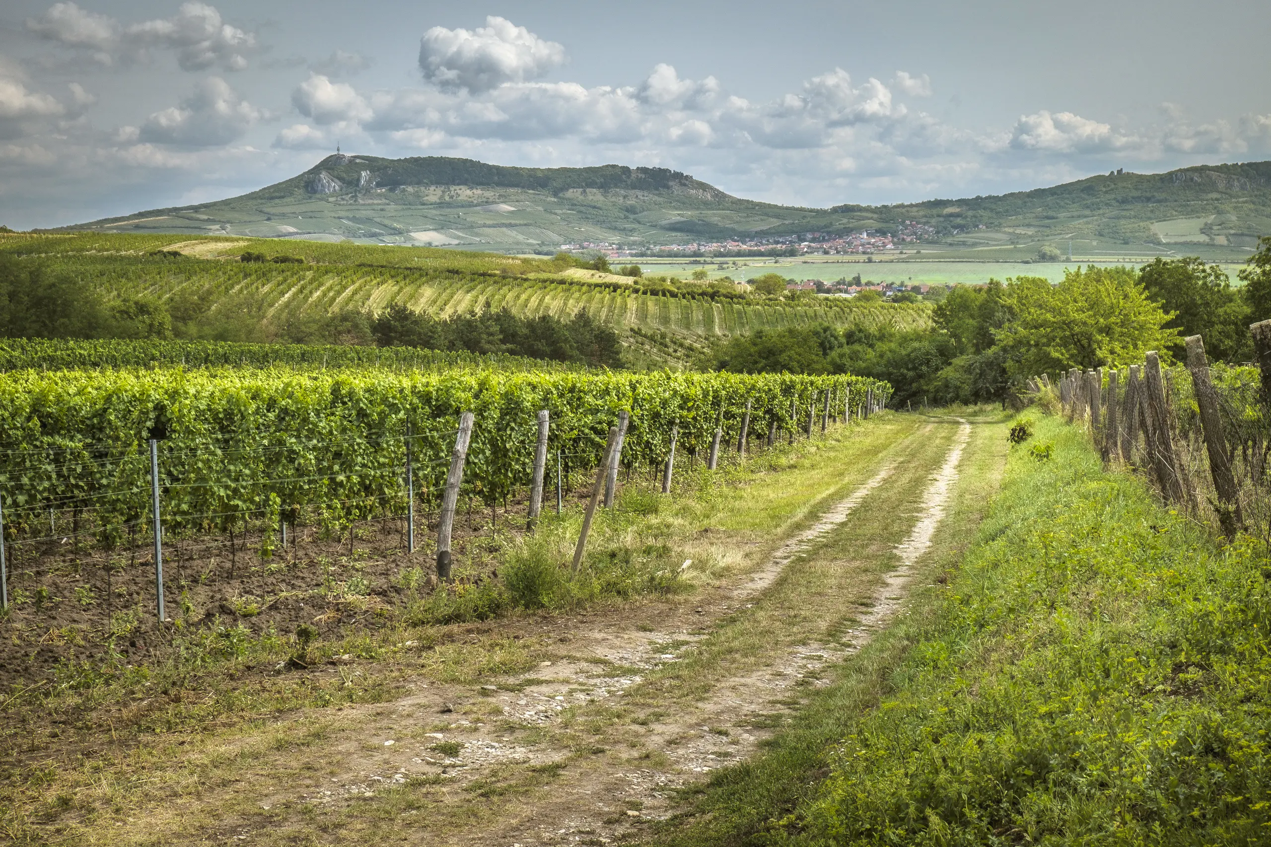 Mikulovsko - oblast nejen skvělých vlašáků - velkovinoteka.cz